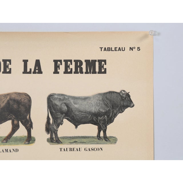 Old French Poster of Farm Animals Great for Country French Kitchen From ...