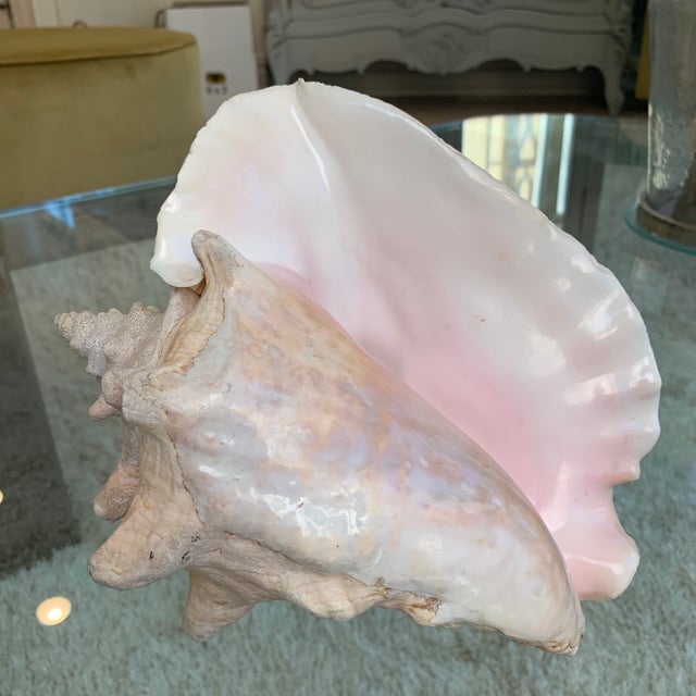 Vintage Queen Conch Shell Specimen | Chairish
