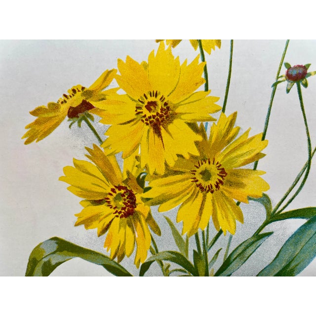 Antique Botanical Print From England Showcasing Bright Yellow Lance ...