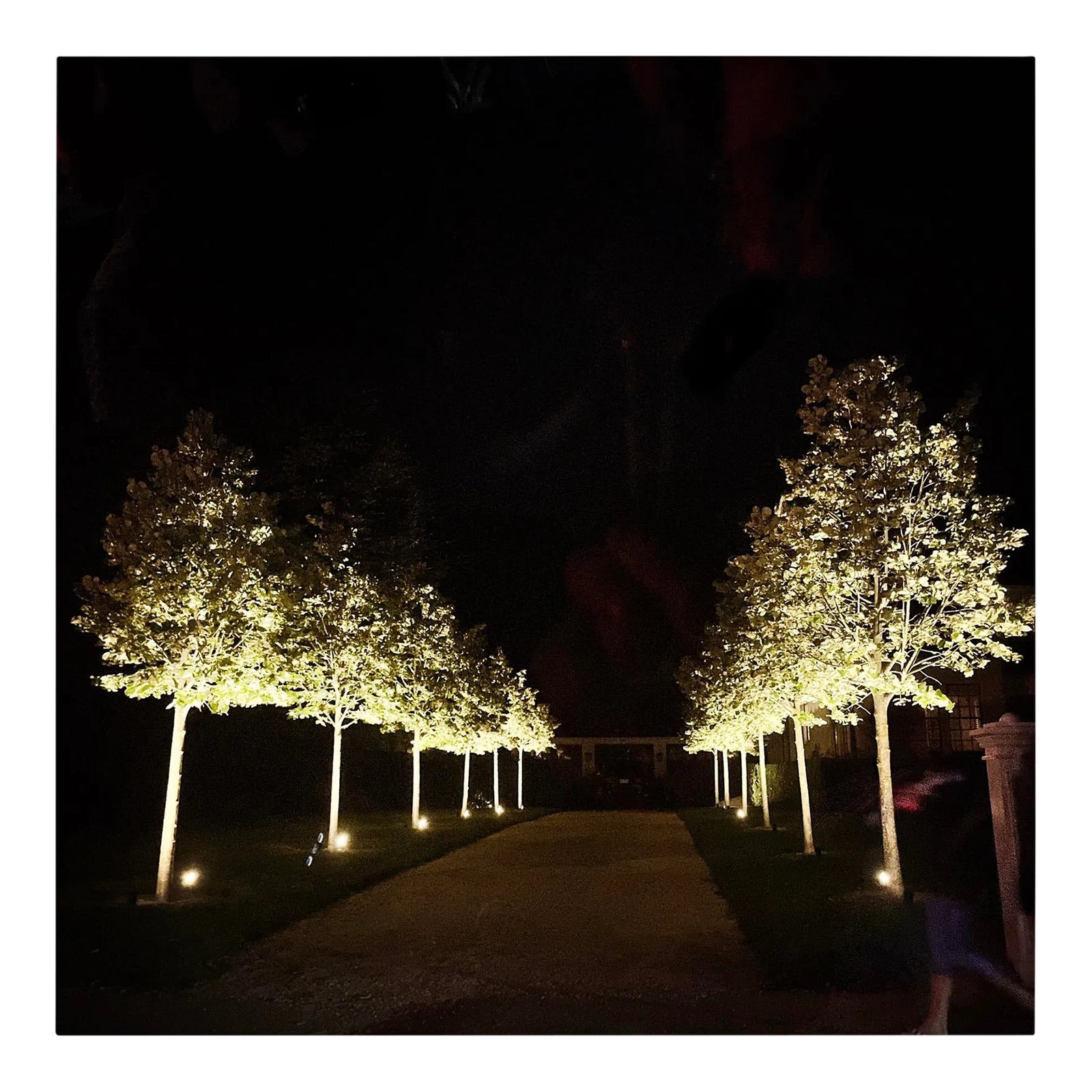 Contemporary Night Grove Sag Harbor Original Photograph | Chairish