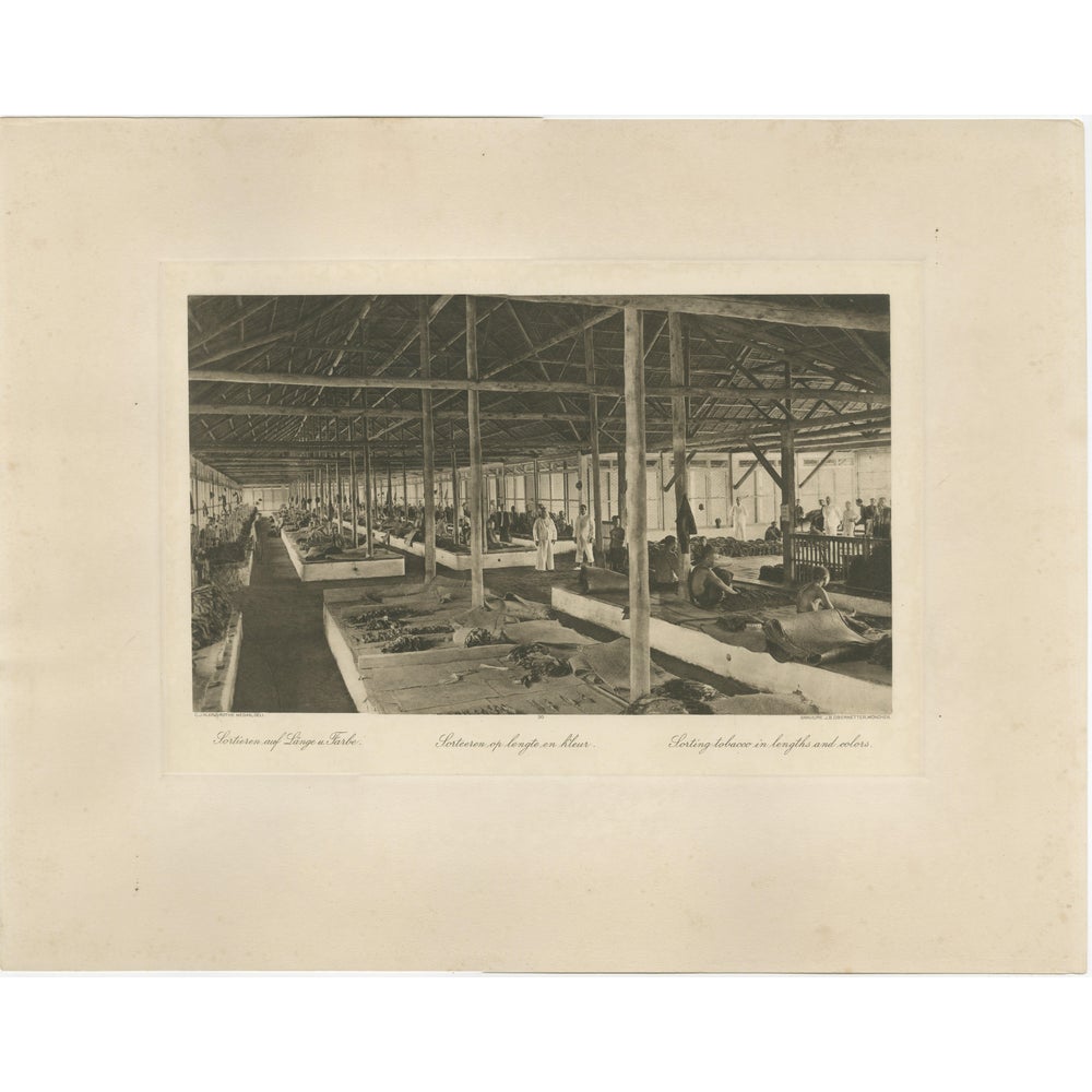 Sorting Tobacco in Lengths and Colors, 1890s, Paper | Chairish