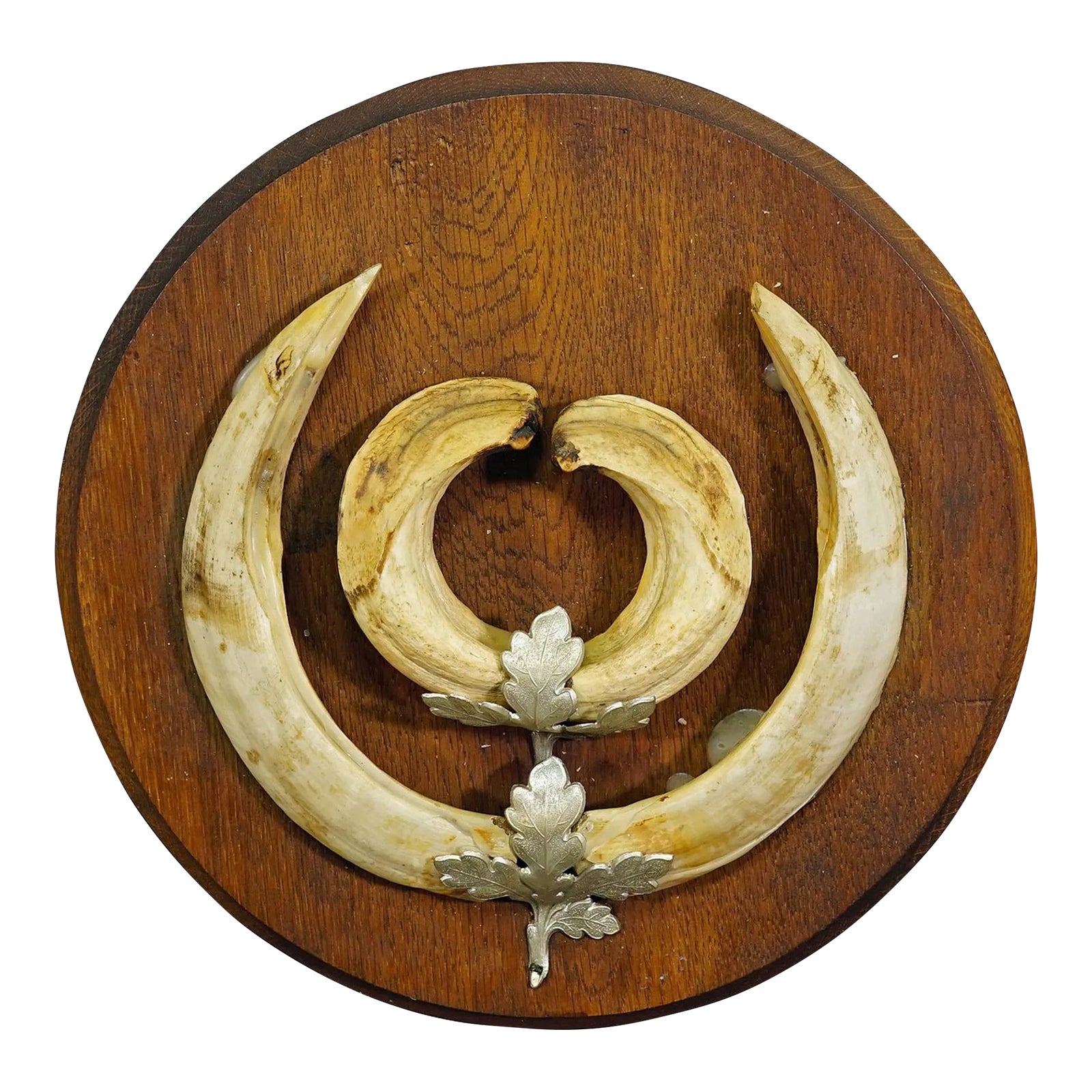 Vintage Wild Boar Teeth Trophy on Wooden Plaque, Germany 1950s | Chairish