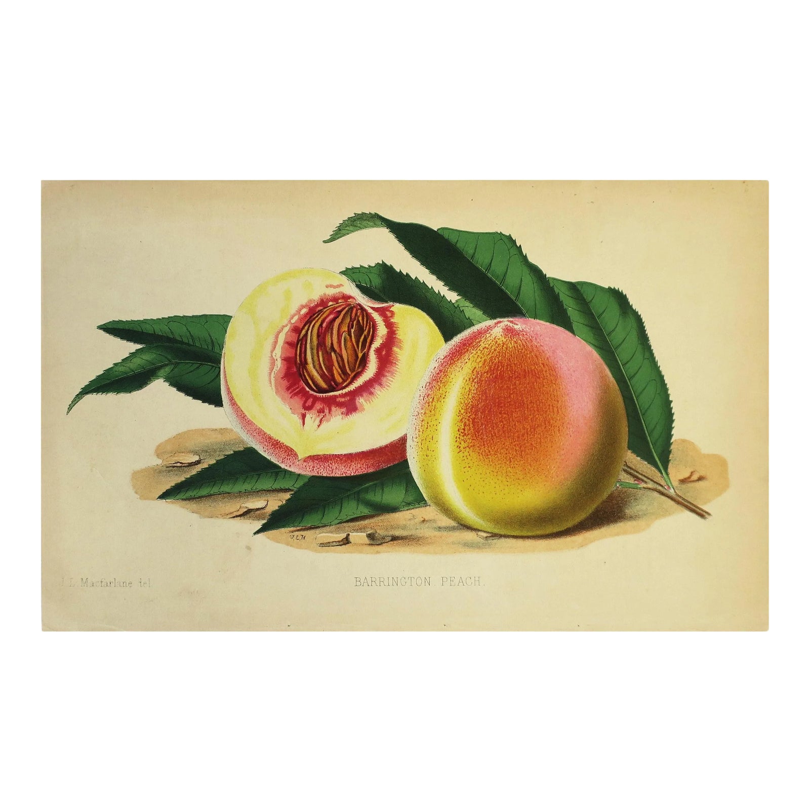 European Fruit Peach Botanical Wall Art Chromo, circa 19th Century ...