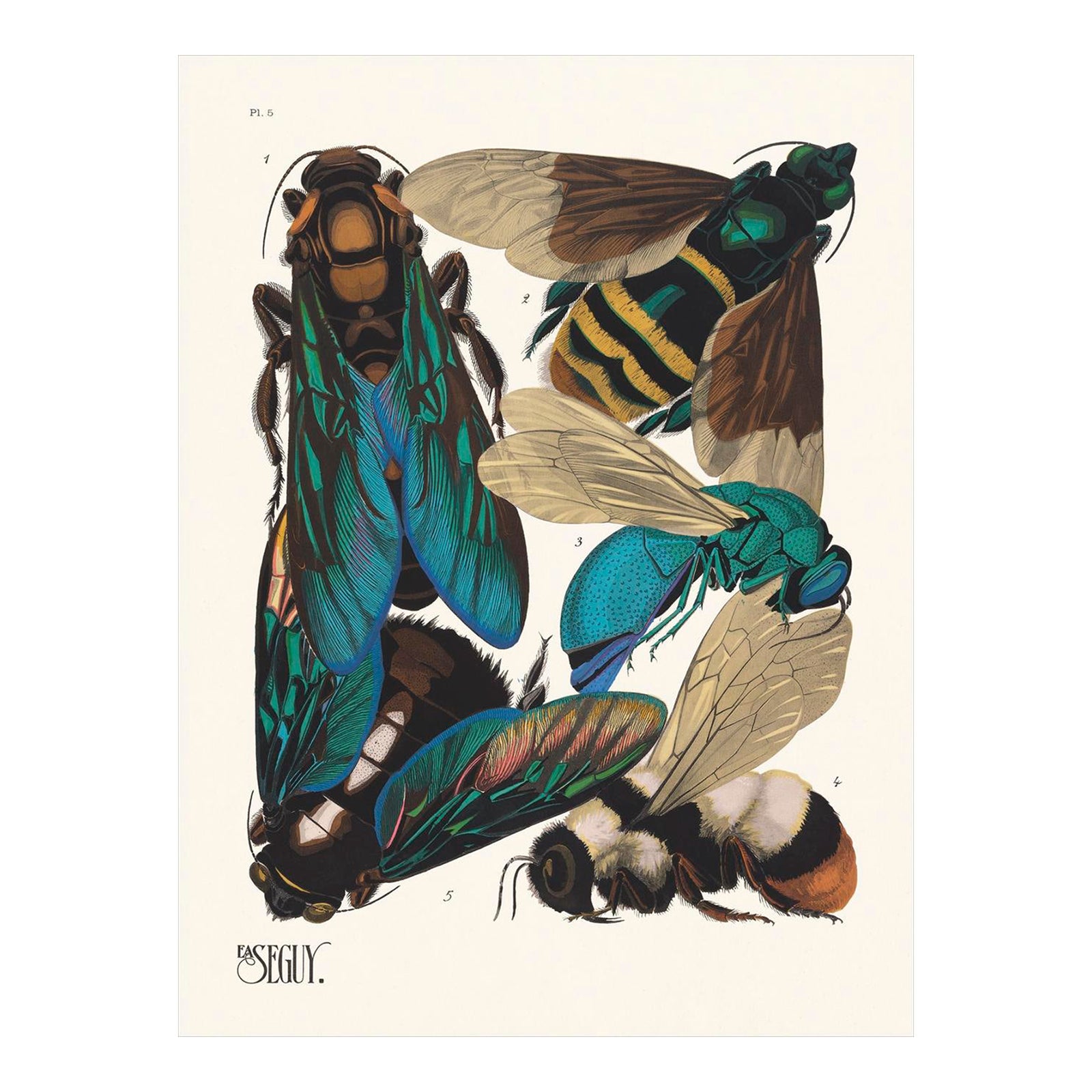 Insects Giclee Reproduction Art Print by Emile-Allain Seguy | Chairish