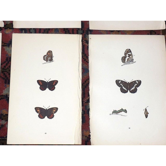 Antique 19th Century Hand Colored Butterfly Lithographs - Set of 12 ...