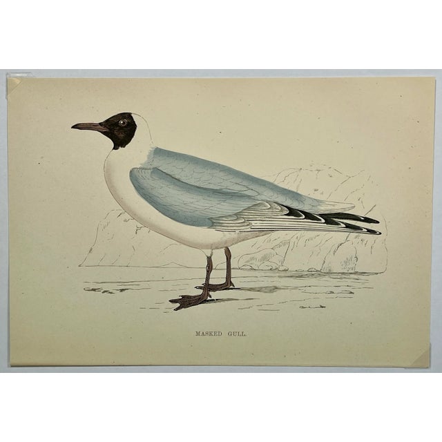 Antique Hand Colored Bird Print Showcasing a Majestic Masked Gull ...