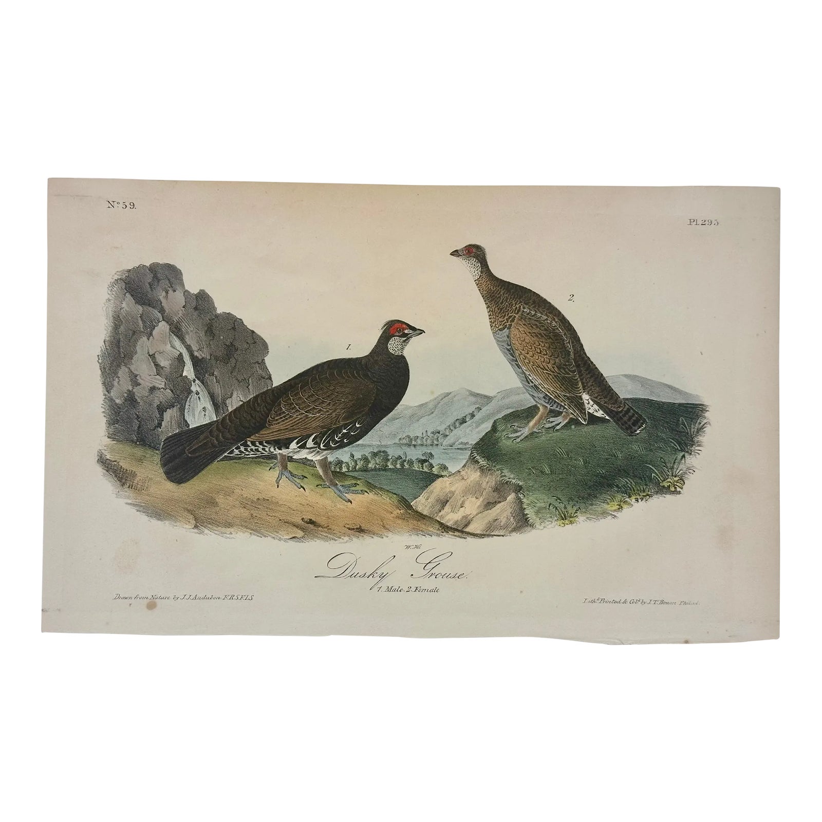 1840 Audubon's Colored Lithograph of the Dusky Grouse | Chairish