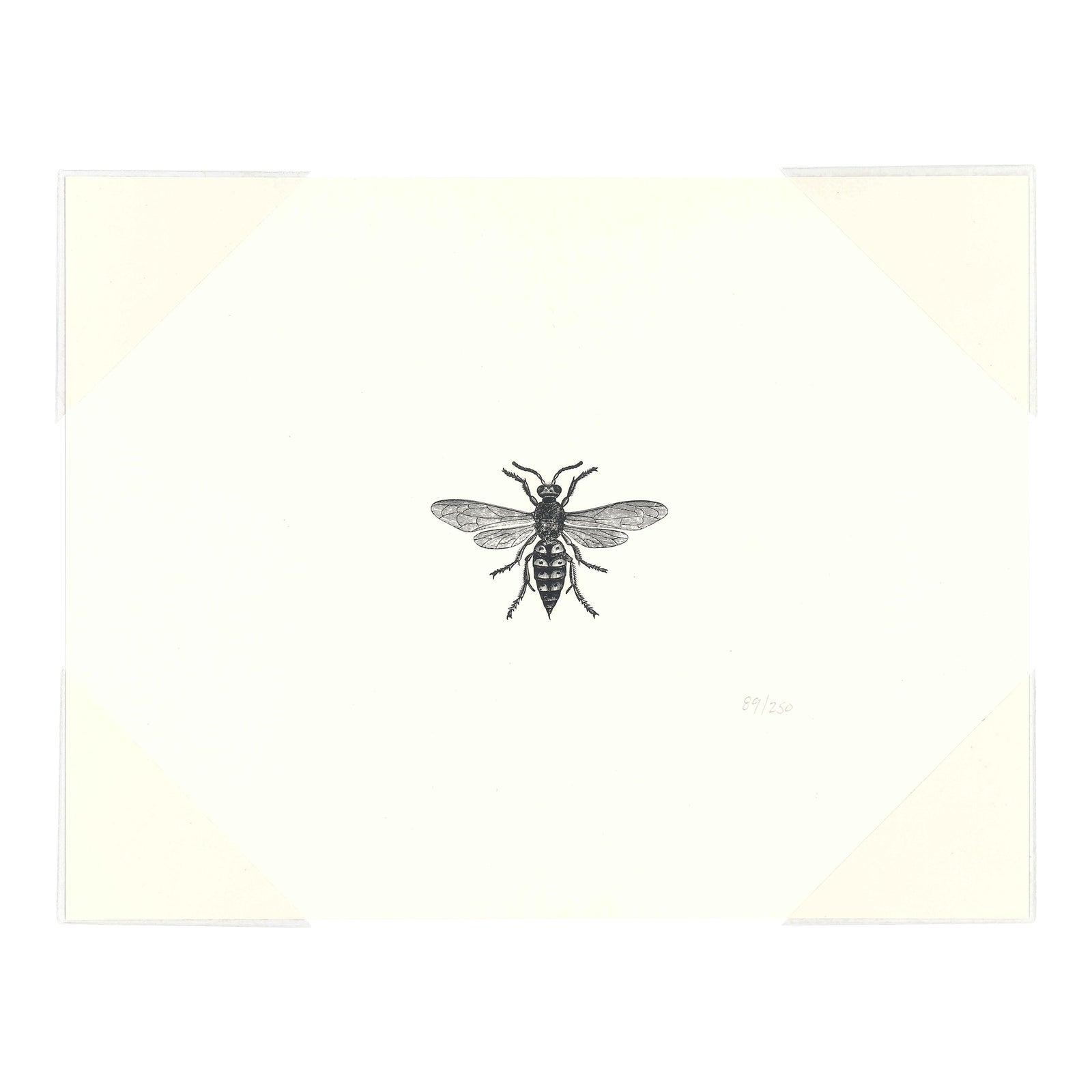 Insect Illustration by CV Riley Wasp Modern Reprint of 1800s Woodblock ...
