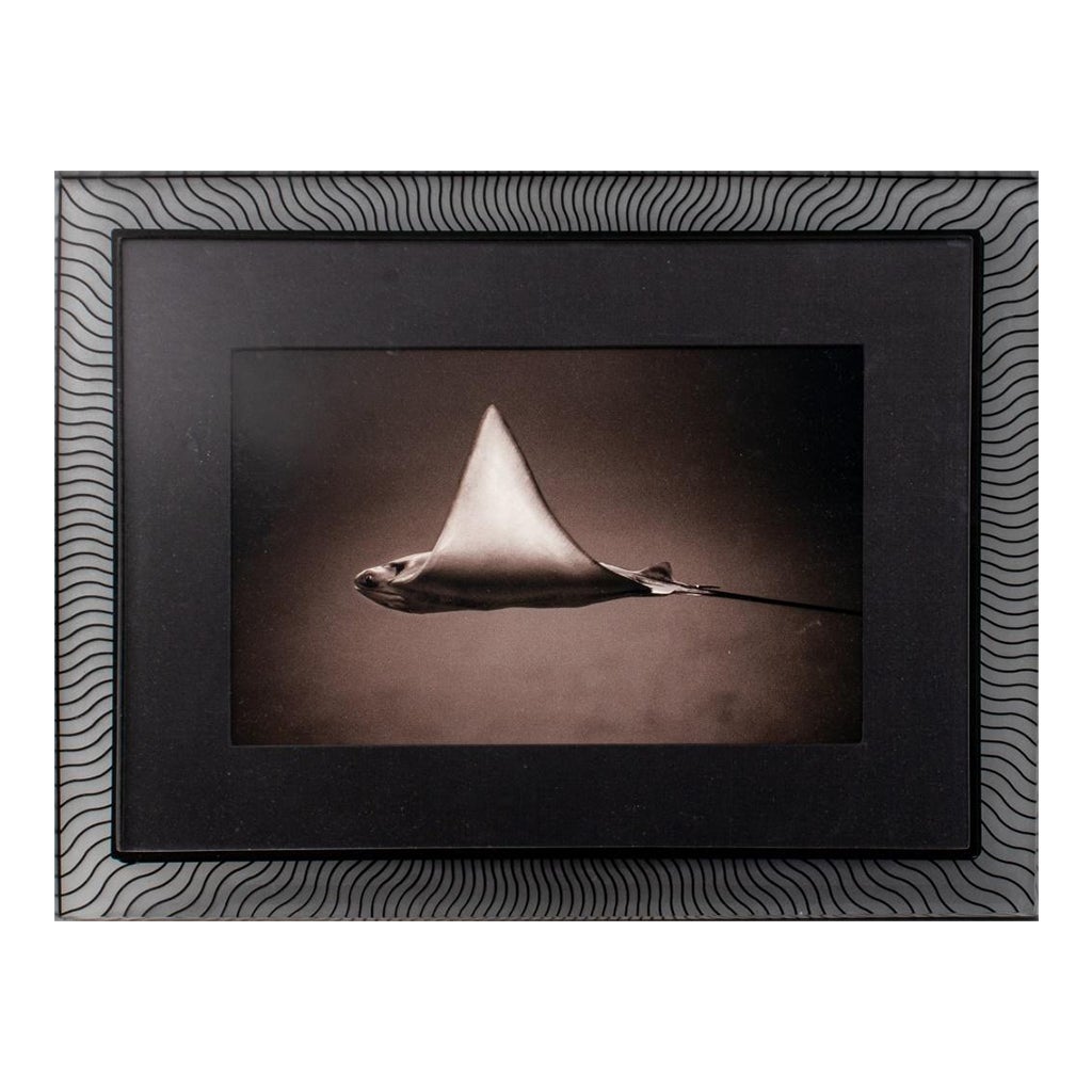 Henry Horenstein "Bullnose Ray" Sepia Photograph | Chairish