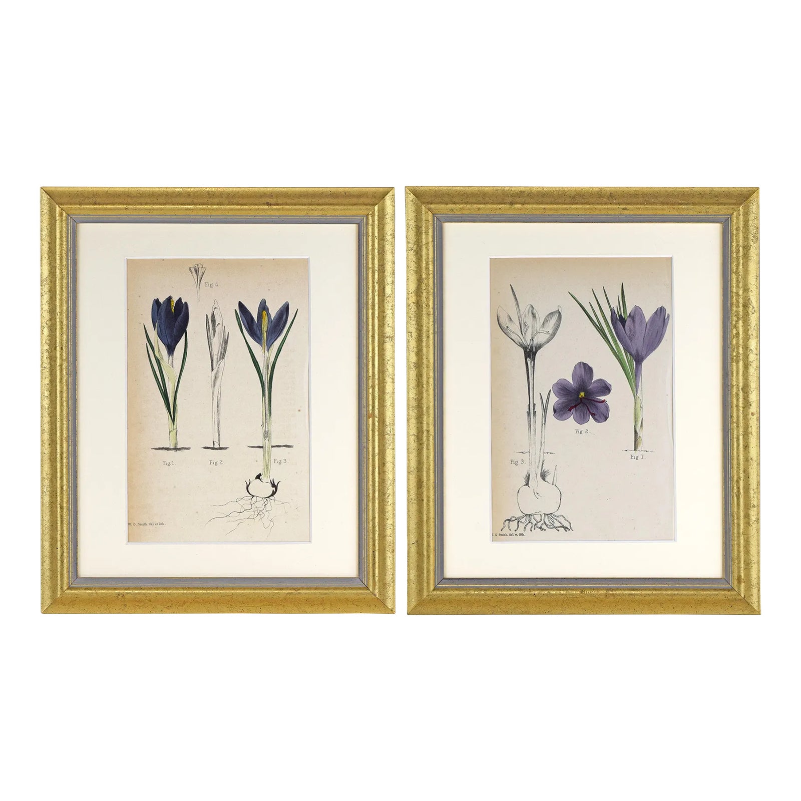 19th Century Antique English Hand Colored Pair of Crocus Flower ...