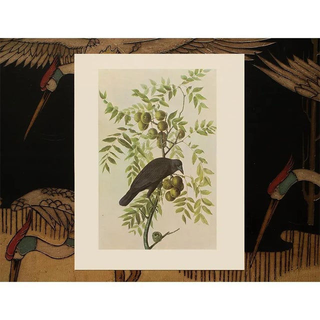 1966 American Crow After John J. Audubon, Cottage Print | Chairish