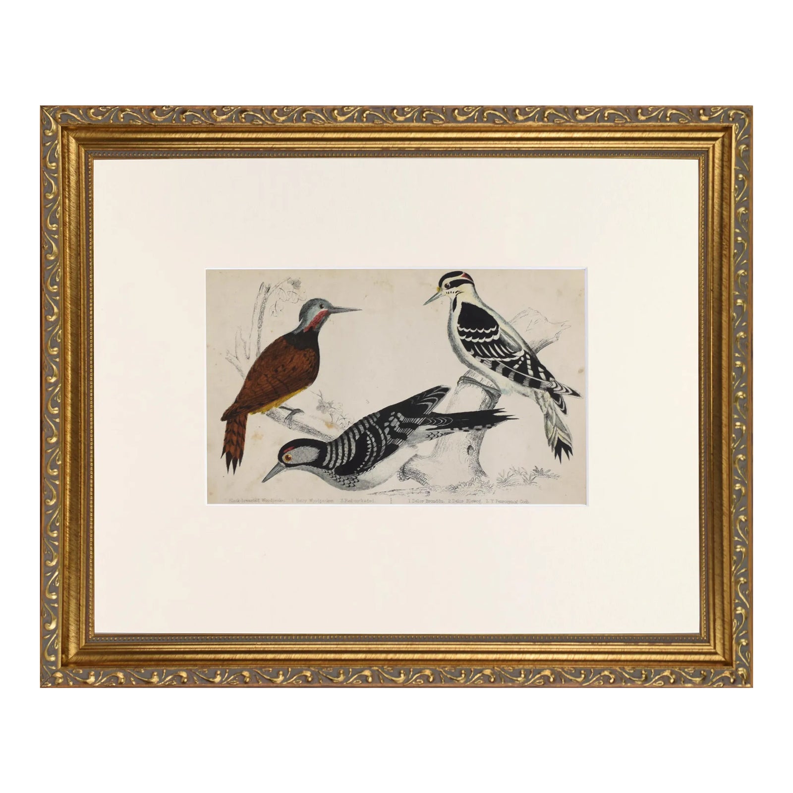 19th Century English Hand Colored Bird Engraving by Goldsmith | Chairish