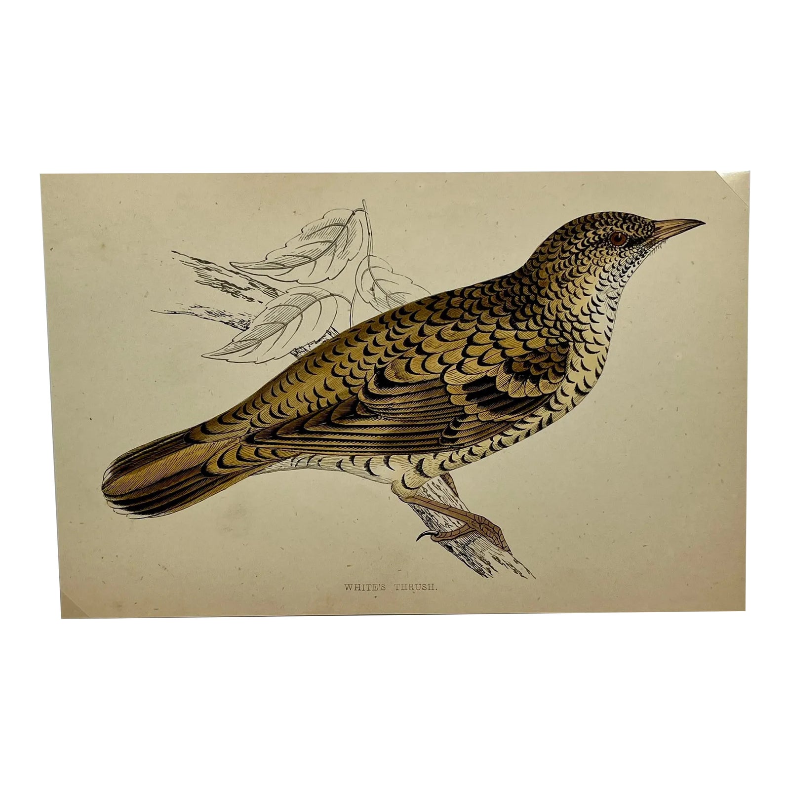 Antique Bird Print From England Showcasing a Stoic White’s Thrush ...