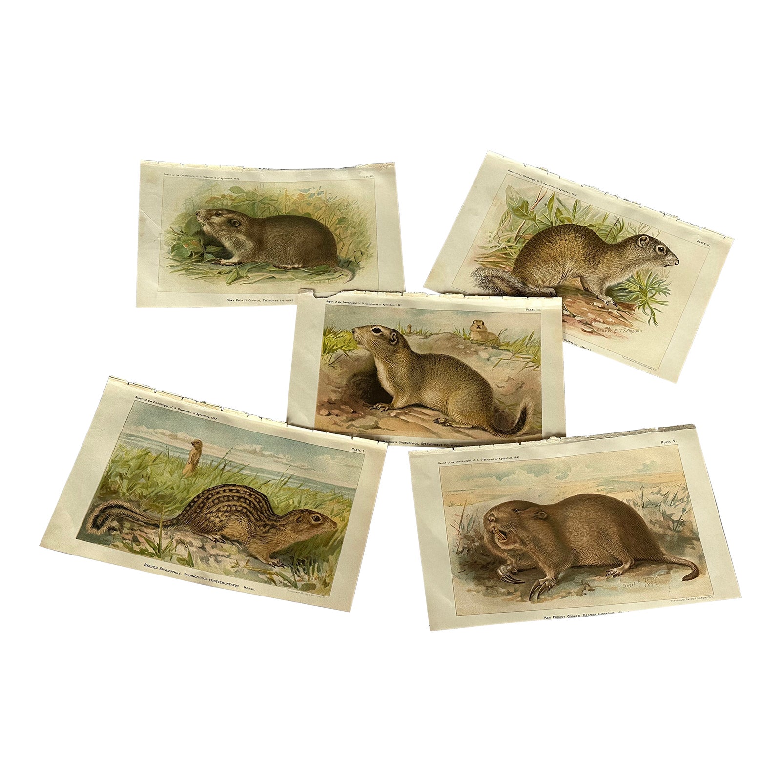 Antique Lithograph Animal Prints Set of 5 | Chairish