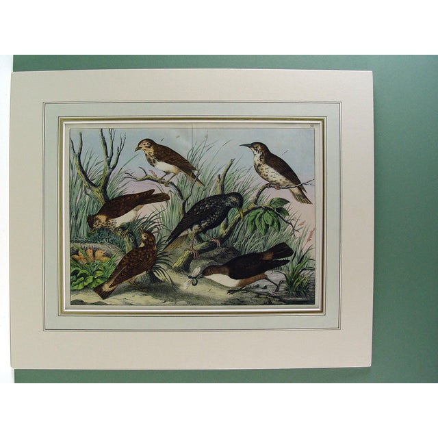 Group of Birds Hand Colored Lithograph Circa 1890s | Chairish