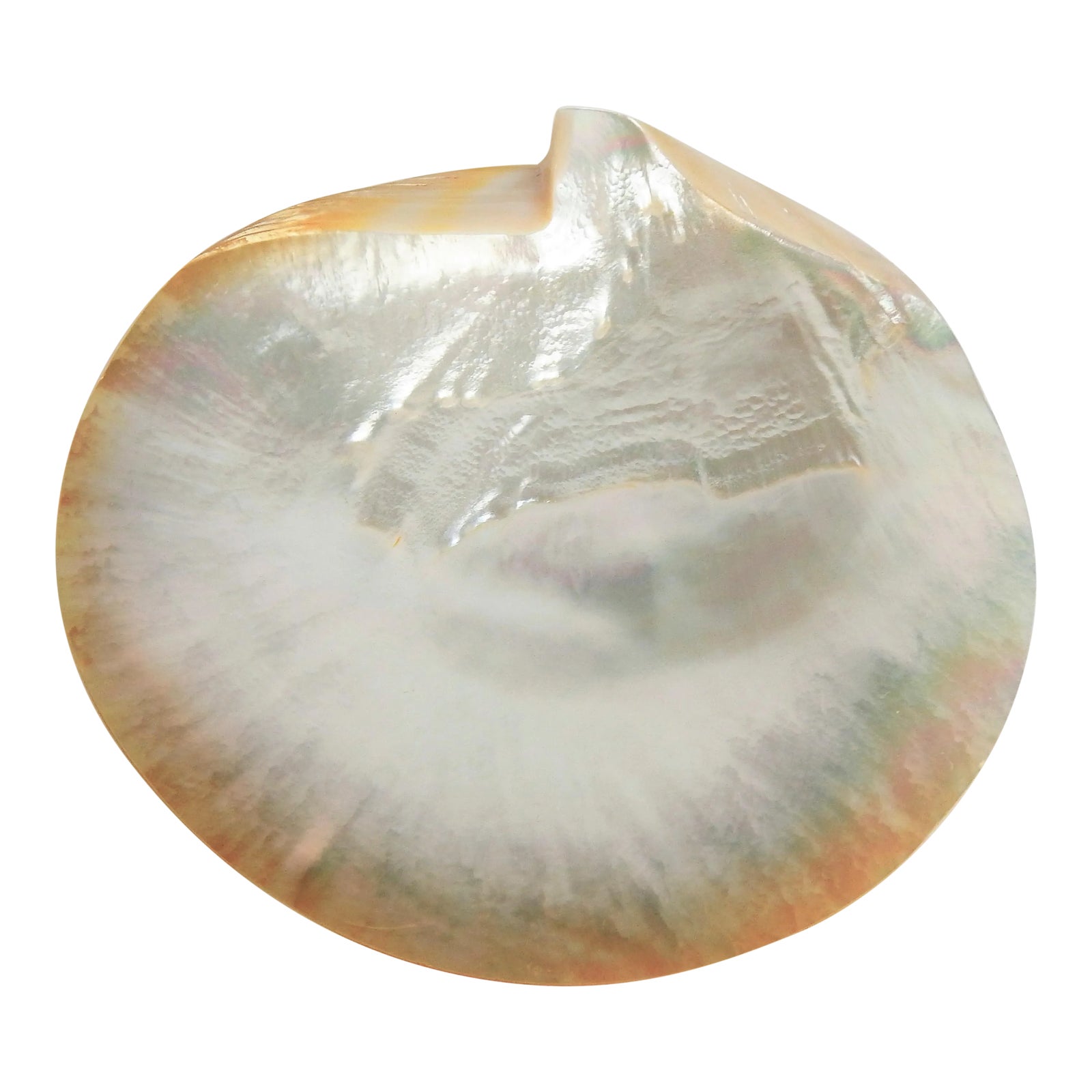 Natural Mother of Pearl Shell Plate | Chairish