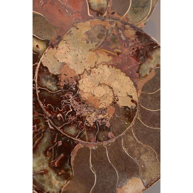 Ammonite and Brass Wall Lights - a Pair | Chairish