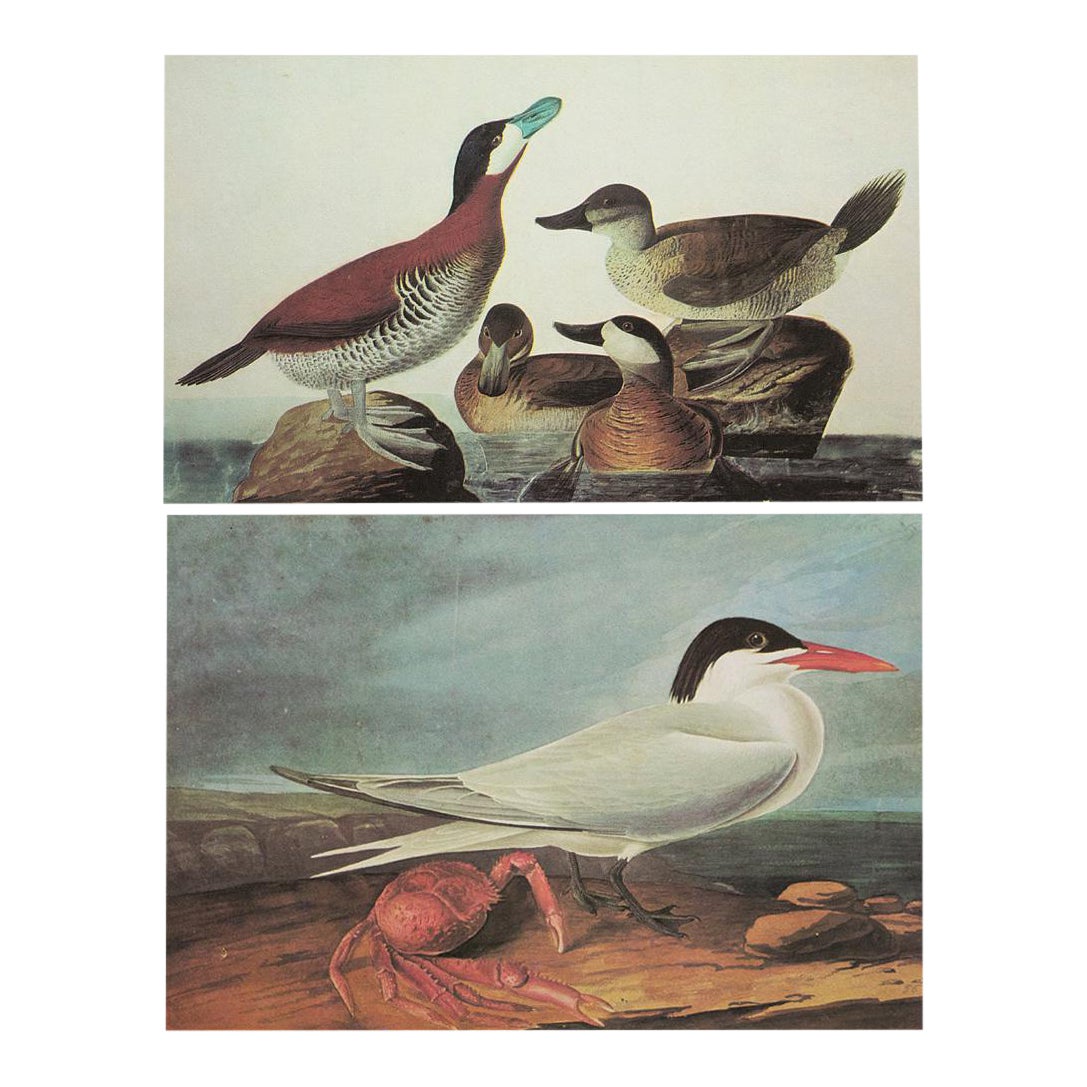 Ruddy Duck and Royal Tern After John J. Audubon, 1966 Cottage Print ...