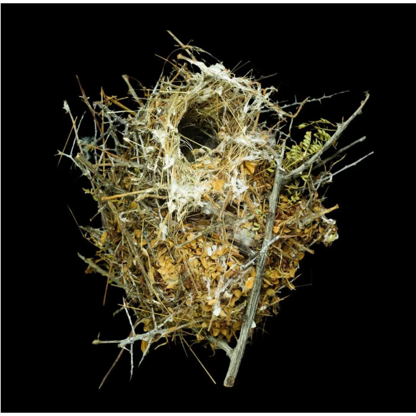 Sharon Beals Lithograph of a Nest - Verdin Auriparus Flaviceps | Chairish