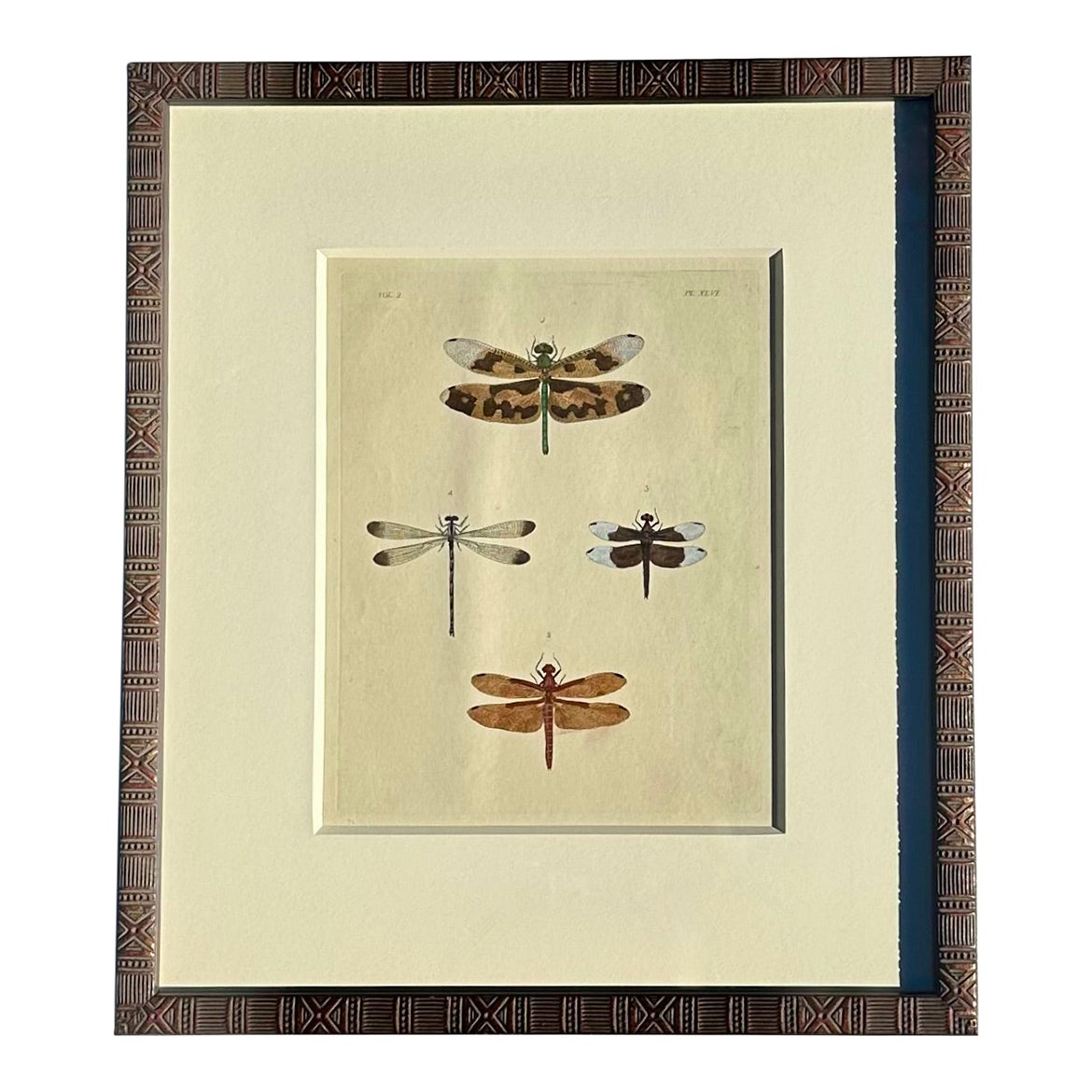 Dragonfly Study, Original Print by Dru Drury, 1837 | Chairish