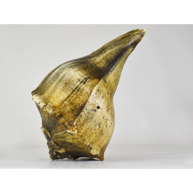 Late 20th Century Vintage Unique Natural Lightning Whelk Conch Shell ...