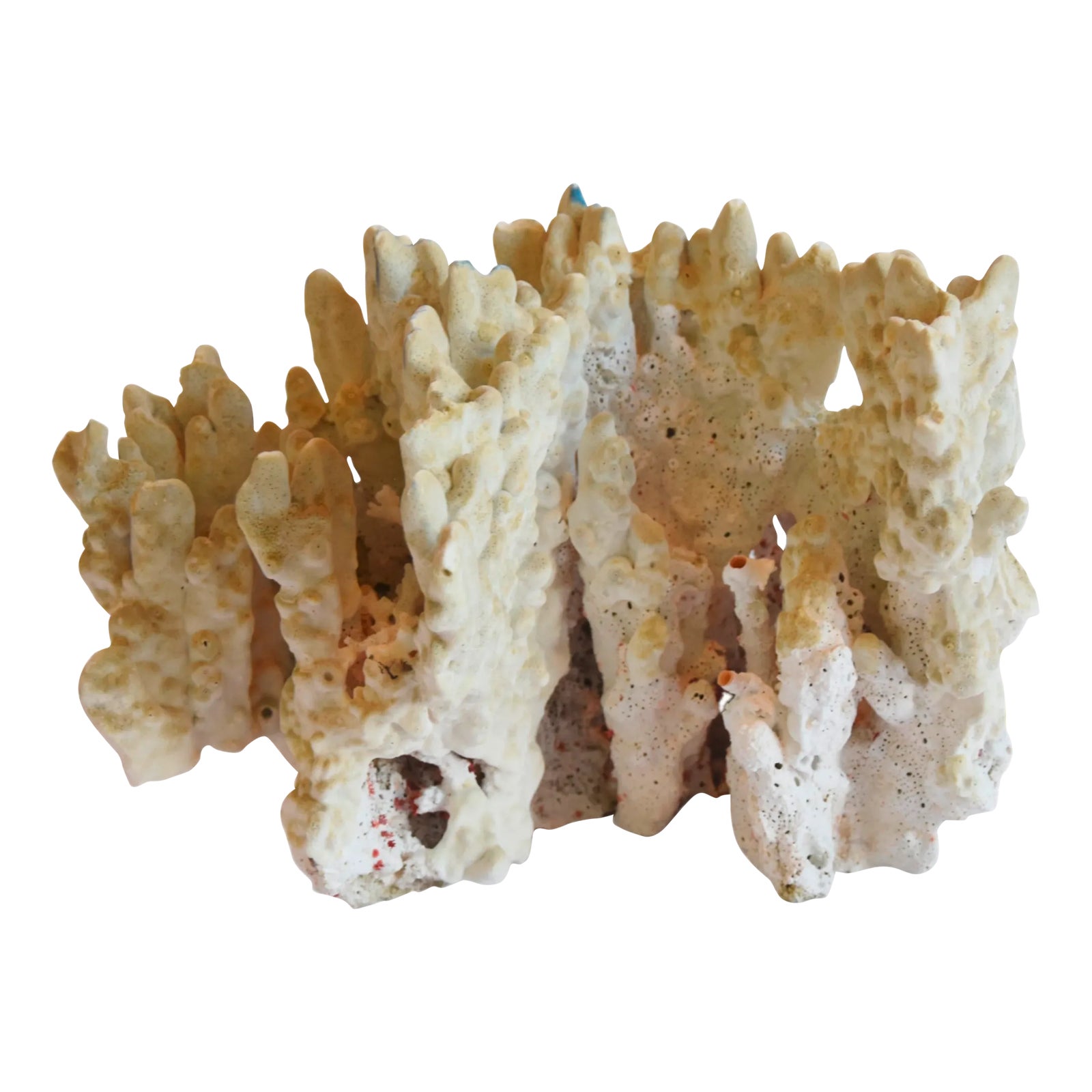 Large Nautical Natural Coastal Ocean Green & White Branch Coral ...