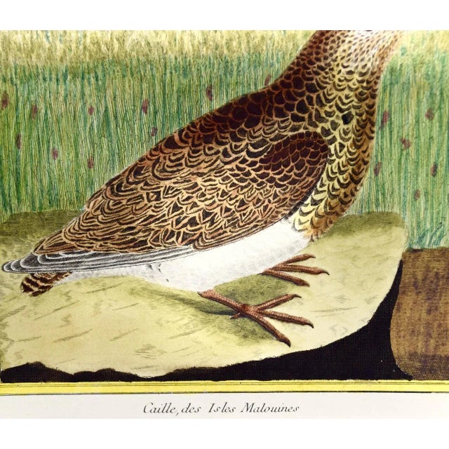 A Falkland Island Quail: An 18th Century Hand-Colored Engraving by ...