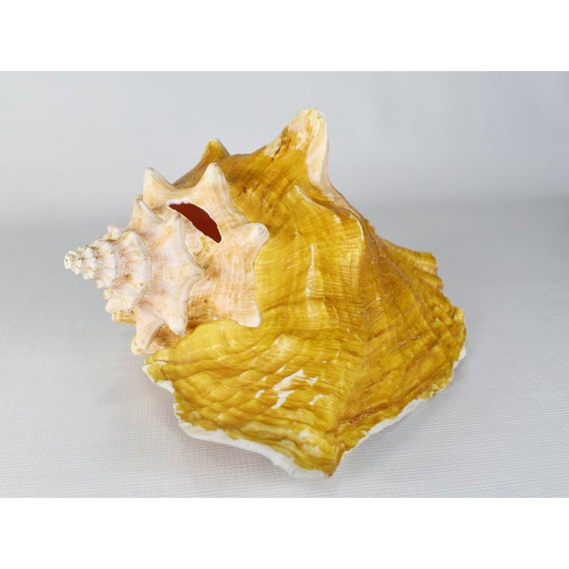 Vintage Natural Conch Shell Nautical Coastal Decor | Chairish