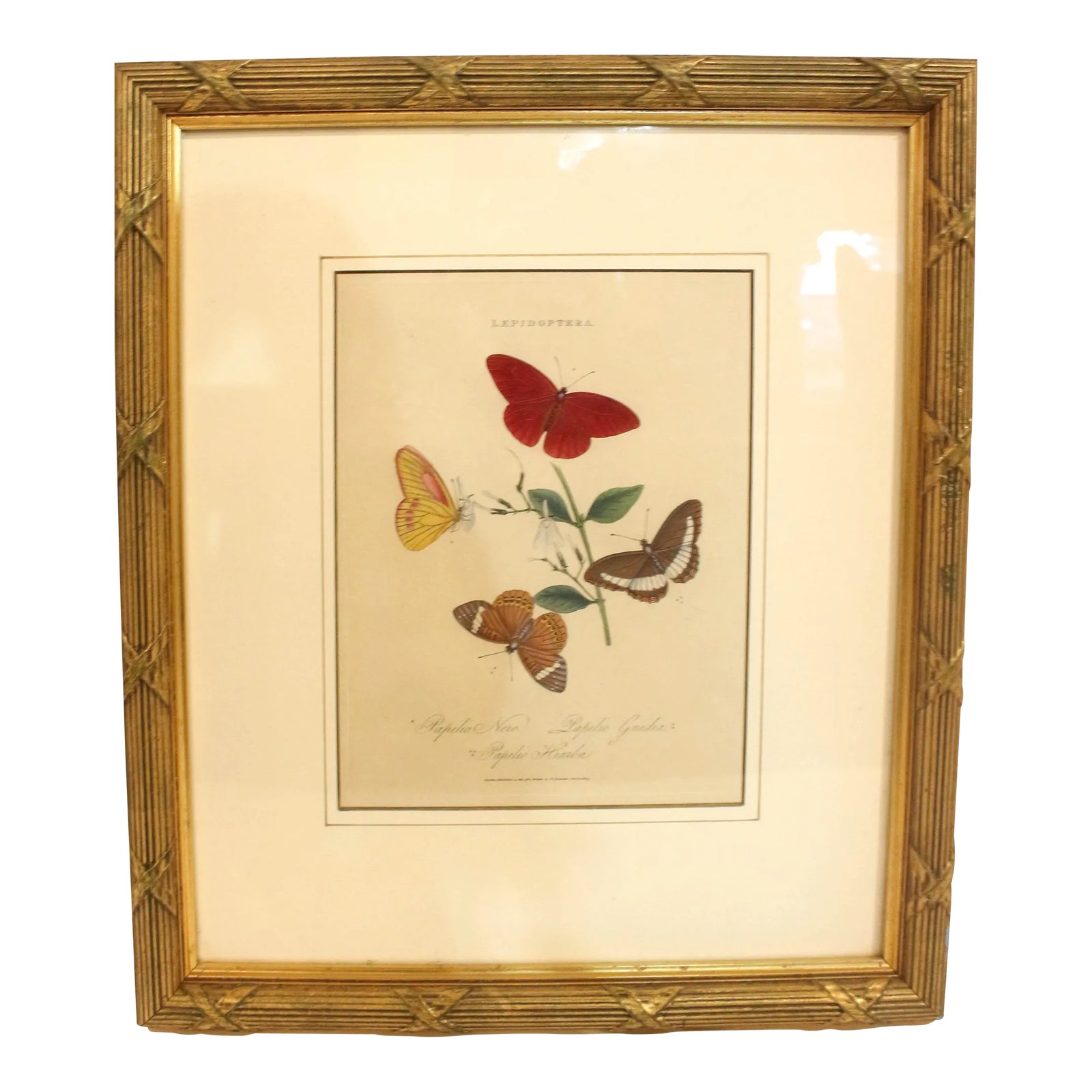 1803 Edward Donovan Print From "Lepidoptera: Papilio Nero, Gnida ...