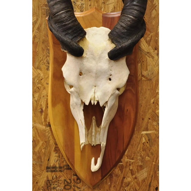 eland skull