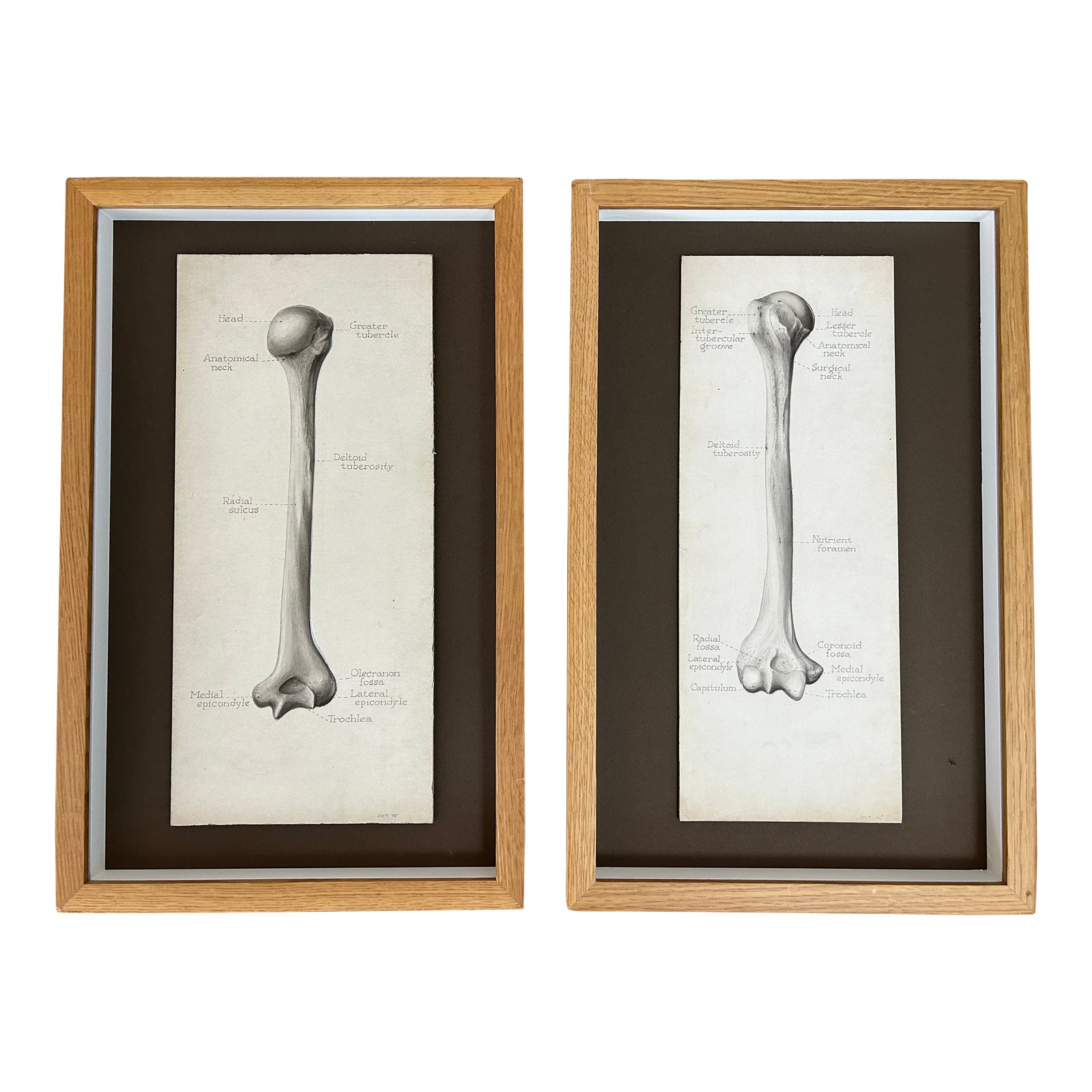 Pair Framed 1945 Original Medical Arm Bones Anatomy Drawing Oddities ...
