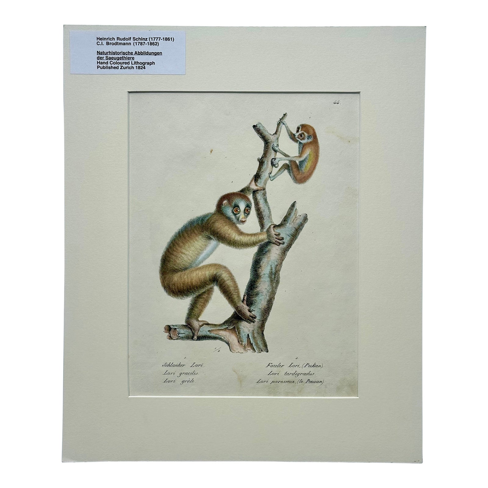 Loris Primates, Original Lithograph by Brodtmann, 1824 | Chairish