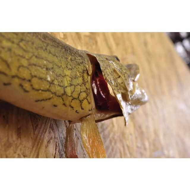 Vintage Northern Pike Wall Mount Taxidermy Real Skin Fishing Wall Decor ...