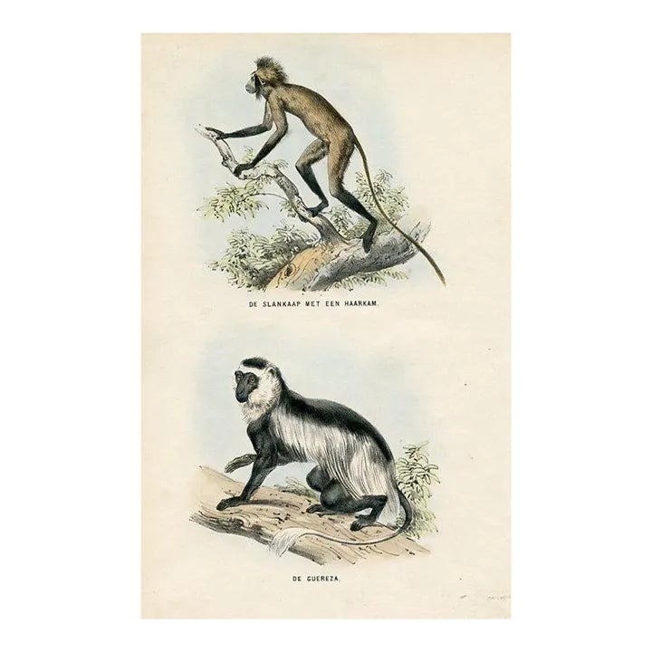 1864, Guereza and Slim Monkey Print, Original Hand-Colored Mammal ...