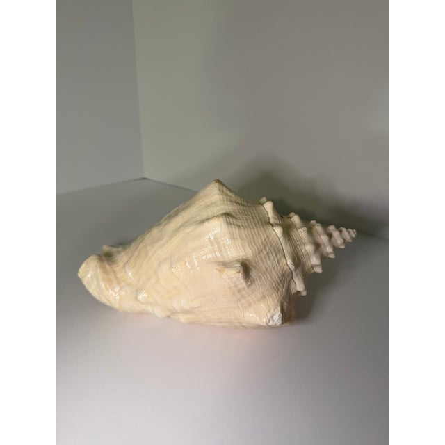 Vintage Caribbean Queen Conch Shell – Bahamas Coastal Style, Circa 1970 ...