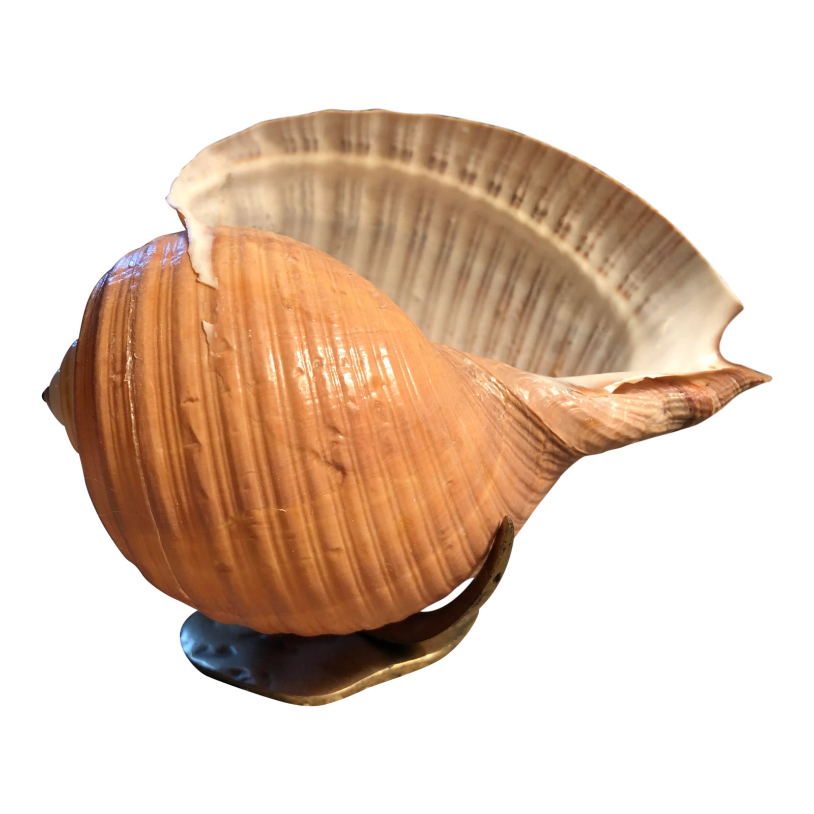 Vintage Conch Shell Display and Storage | Chairish