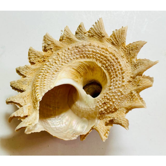 Unusual Shell Box | Chairish