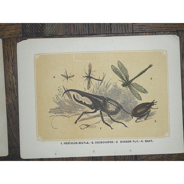 Antique 19th Century Lithographs - Insects - Set of 5 | Chairish