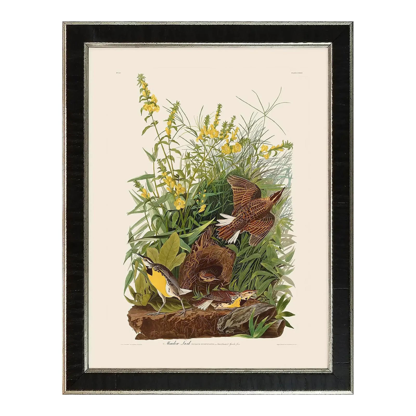Meadow Lark Duchess Edition, After Audubon Reproduction Print, Framed ...