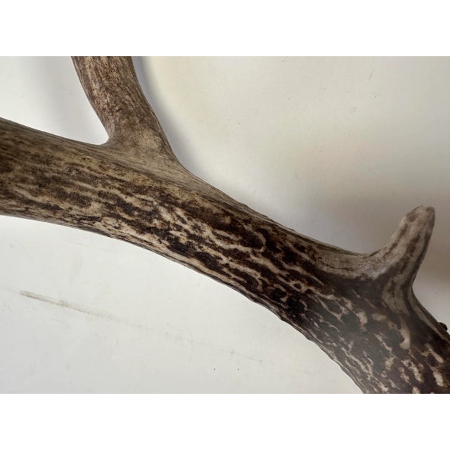 Vintage Natural 10-Point Deer Antlers | Chairish