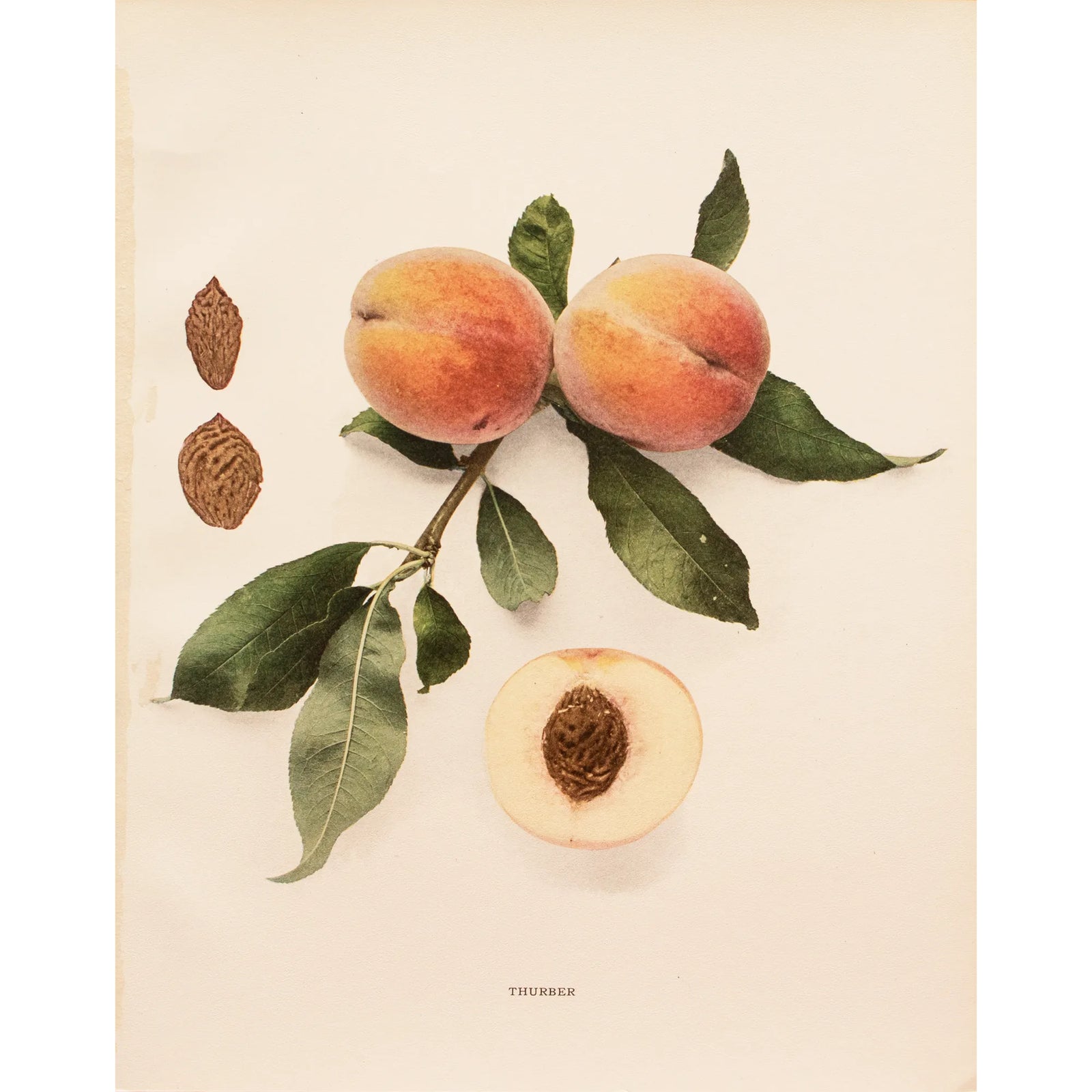 1900s U. P. Hedrick, Original Antique Photogravure of Thurber Peaches ...