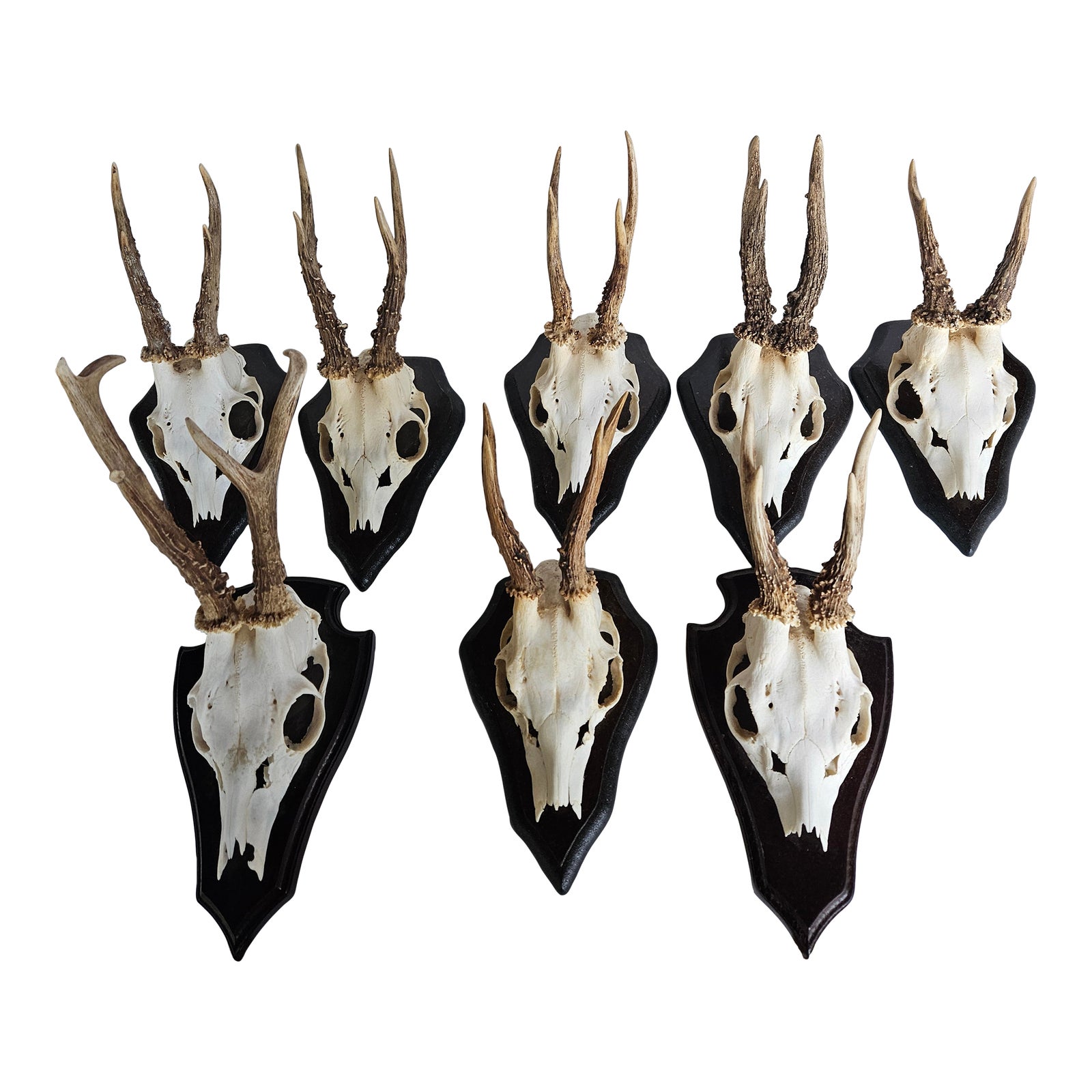 Vintage European Mounted Roebuck Deer Antlers - Set of 7 | Chairish