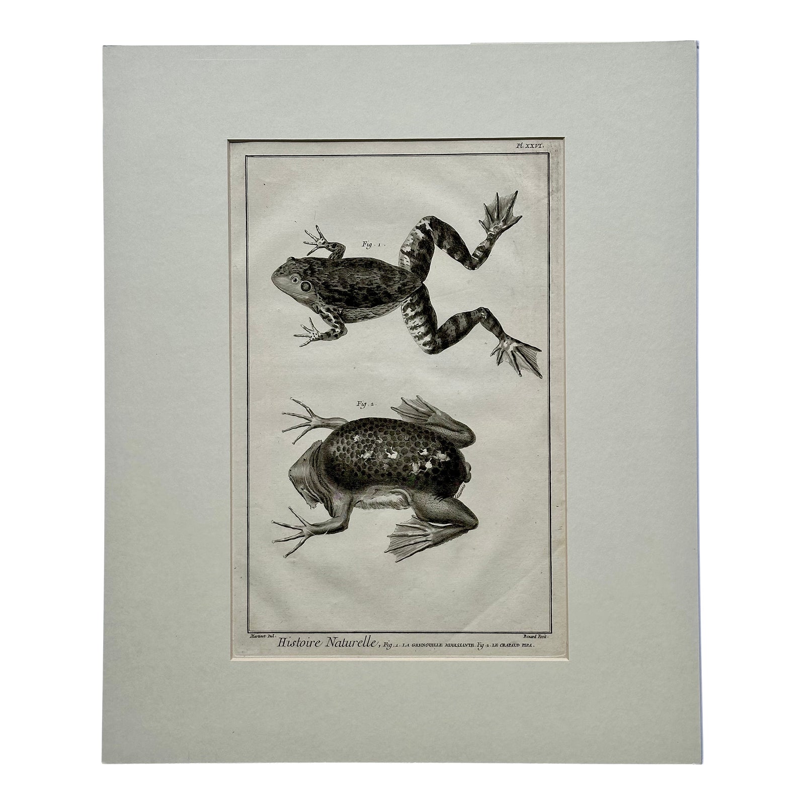 American Bullfrog, Original Engraving by Buffon, 1775 | Chairish