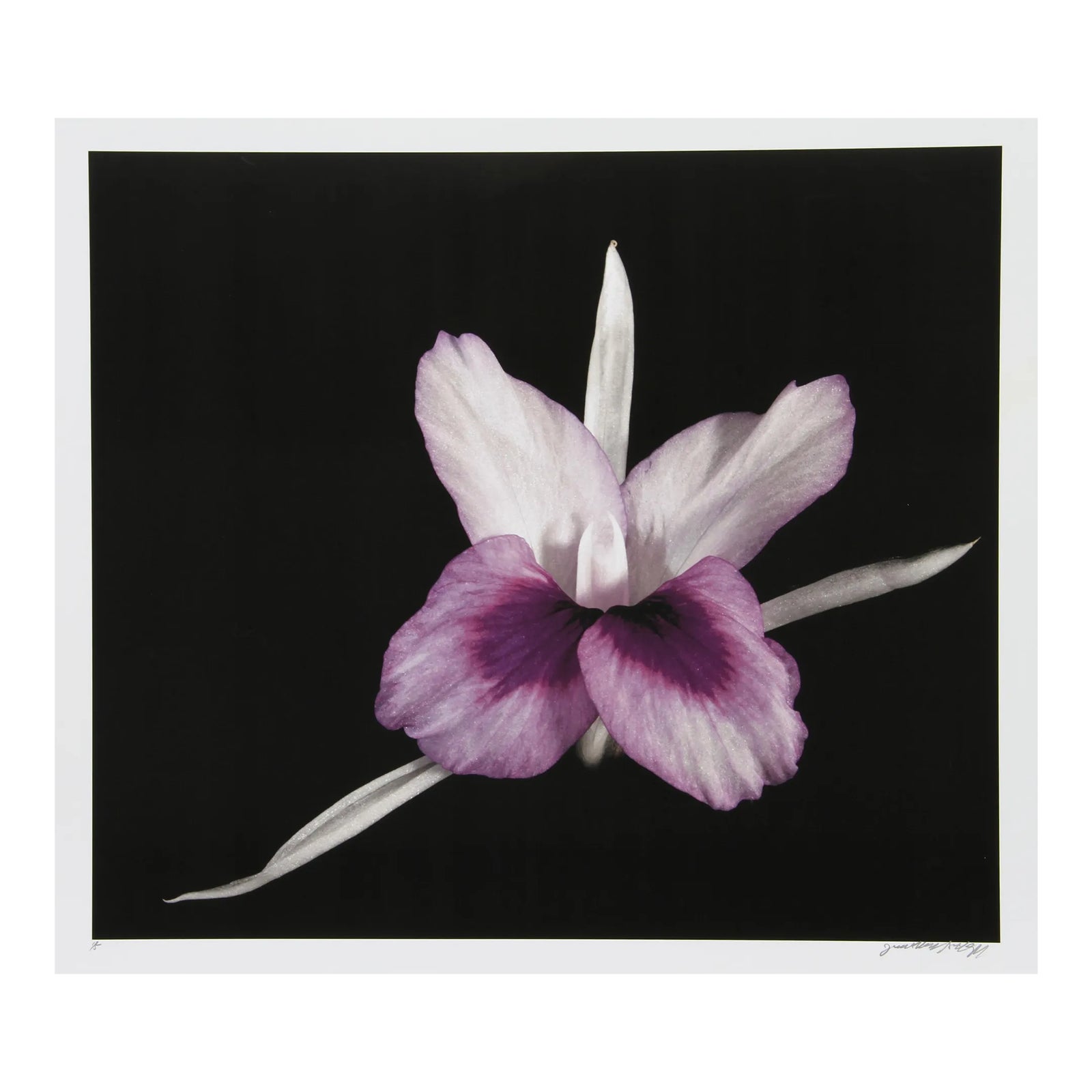 Purple White Flower, Jonathan Singer, Photography | Chairish