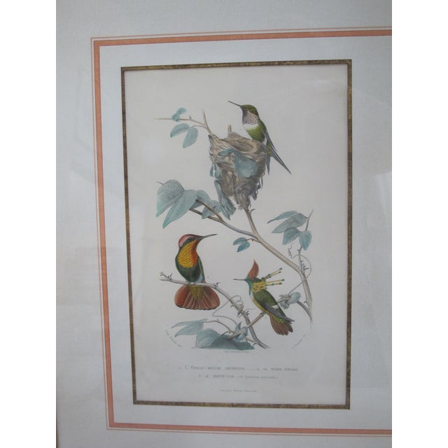 Garnier Freres 1879 Fournier Framed Hand Colored Trio Bird Engraving ...