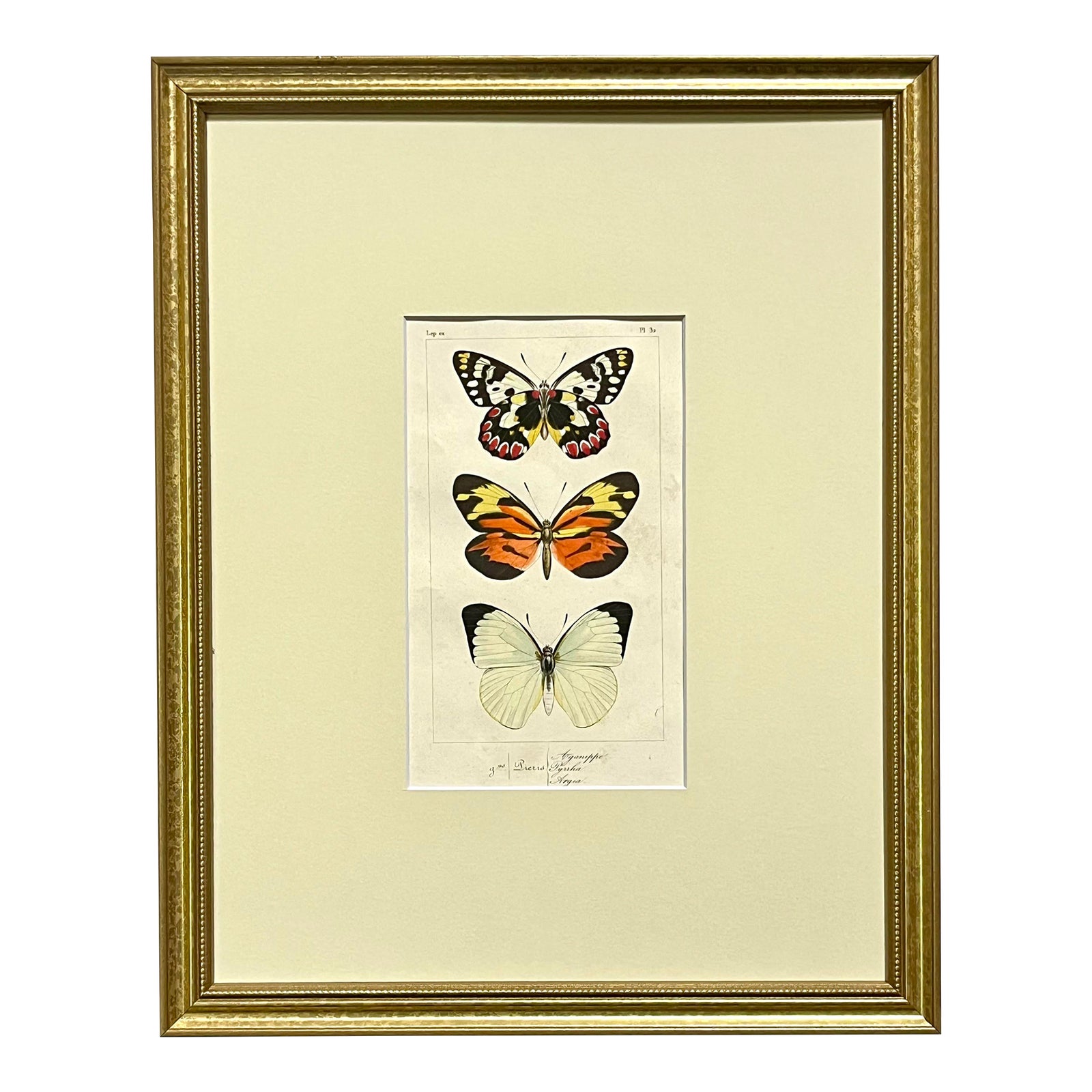 Antique Original French Butterfly Print Hand Color Paris 1835 by Lucas ...