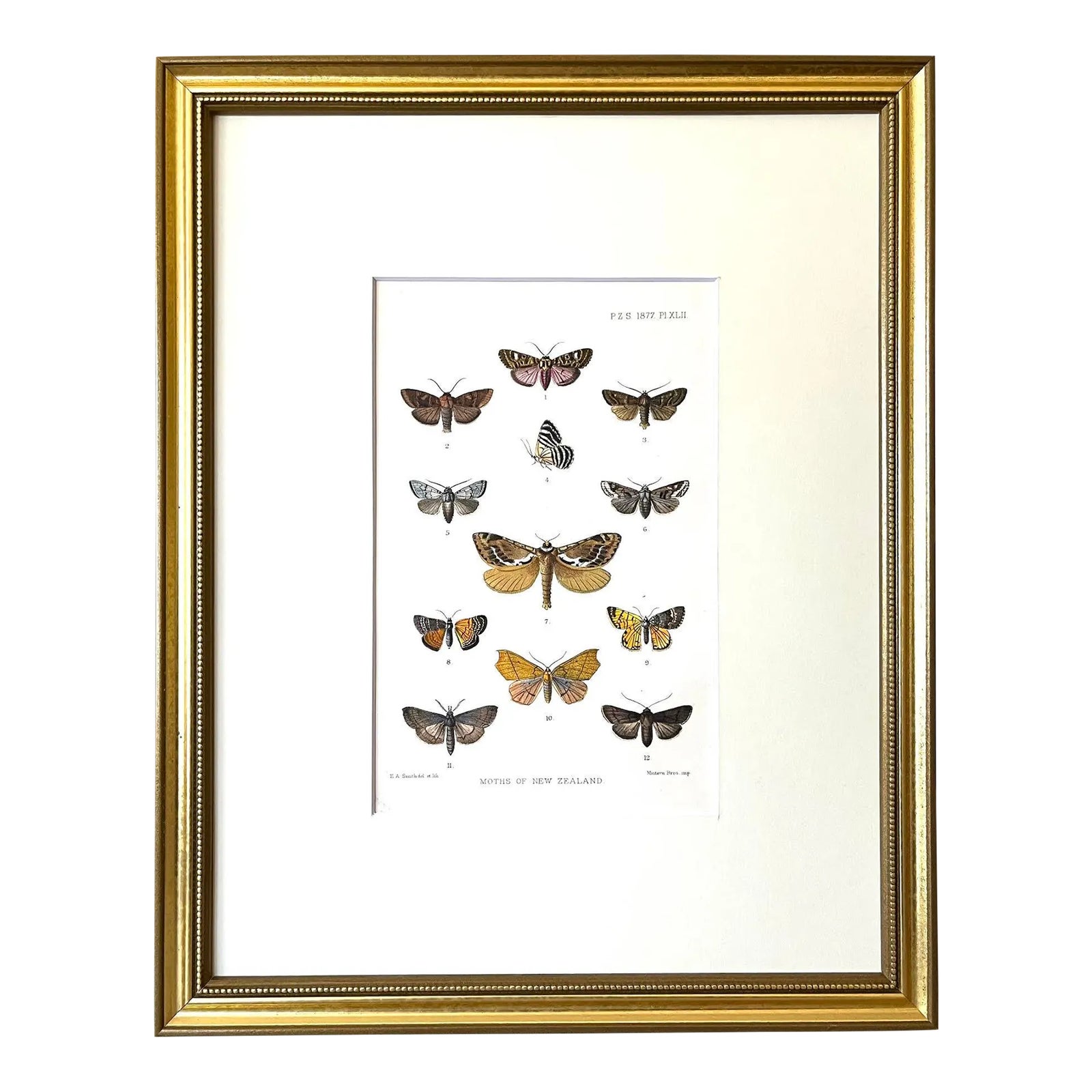 Antique Hand Colored Lithograph of Butterflies and Moths London C.1879 ...