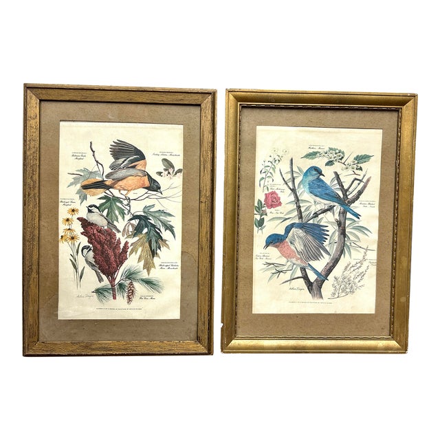 1950s Vintage Arthur Singer Autobahn Bird Prints, a Pair Framed | Chairish