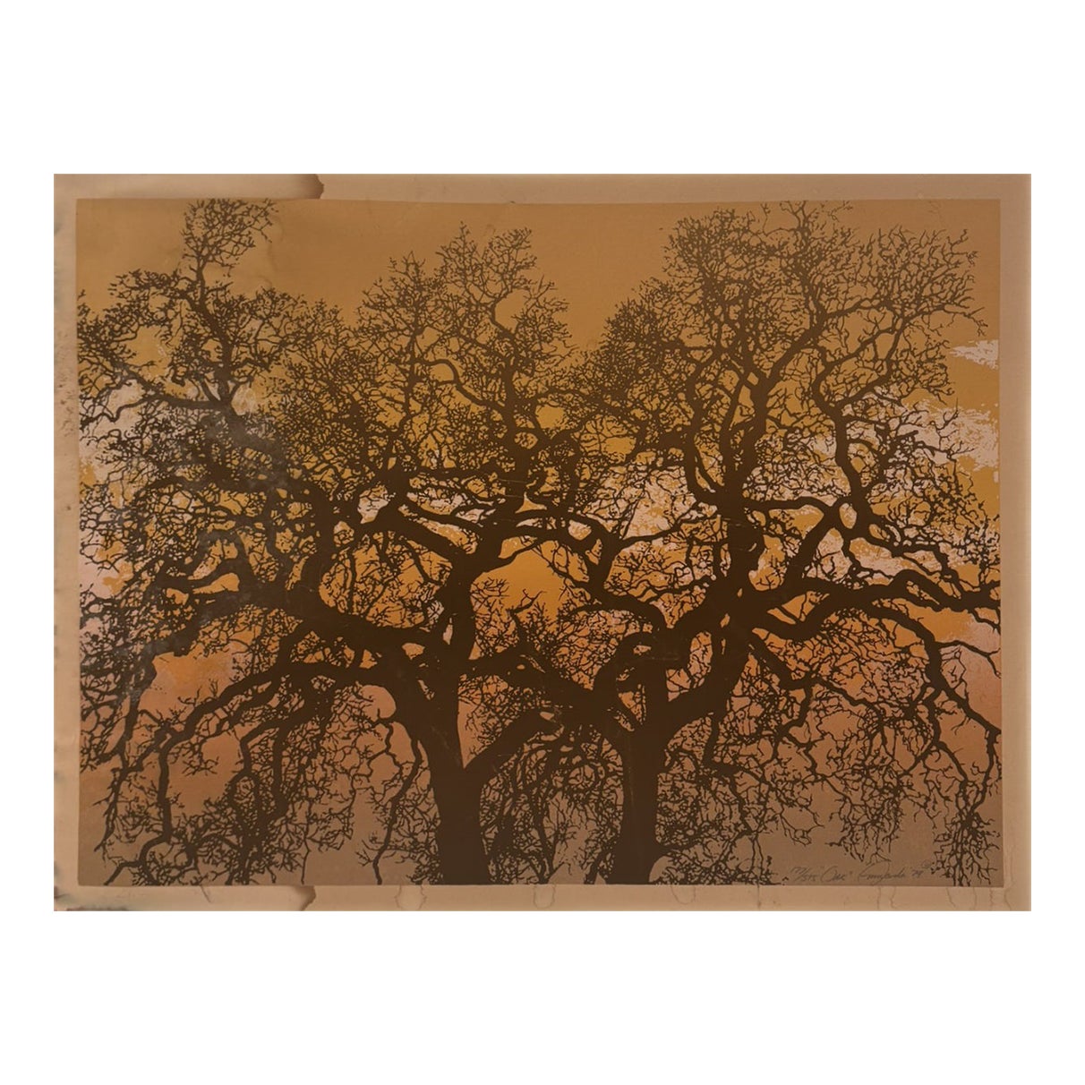 William Omurcada “Oak” Woods Tree Limited Edition Serigraph Print 177/ ...