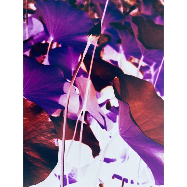Jeffrey Rothstein, Flora Fauna Series Vintage Color Photograph Abstract ...